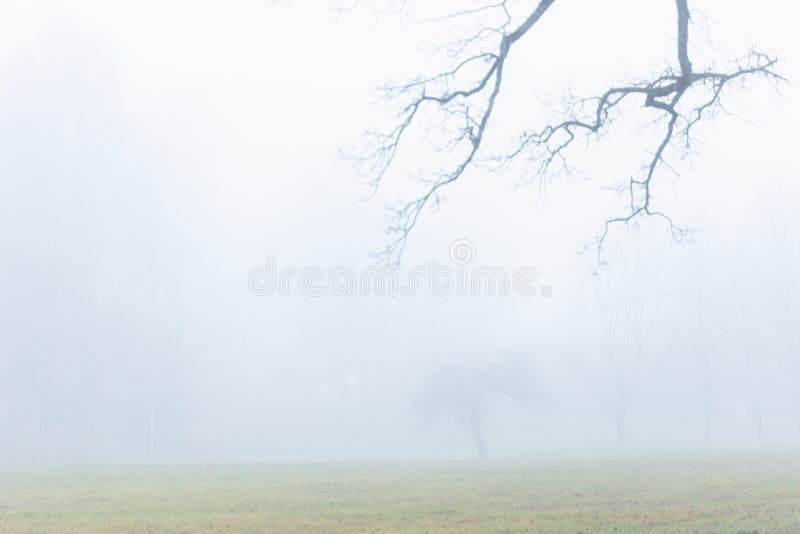Mist-clad Bare Trees in an Empty Public Park Stock Image - Image of ...