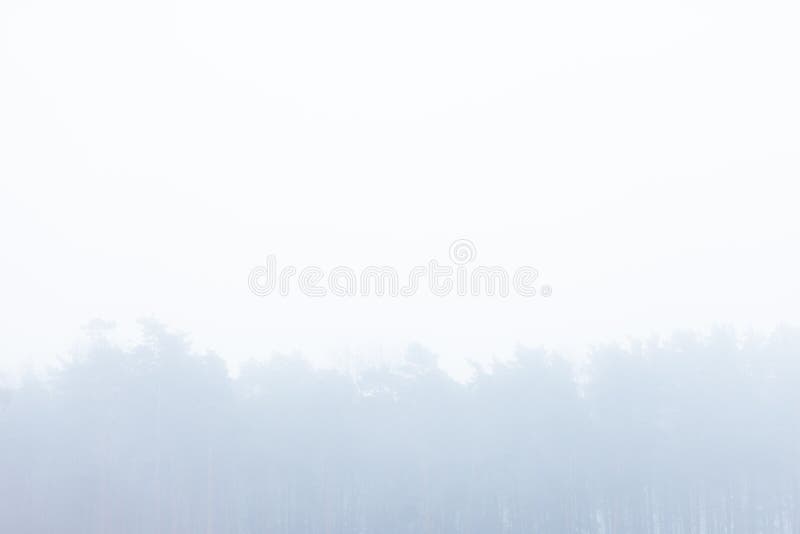Mist-clad Bare Trees in an Empty Public Park Stock Photo - Image of ...