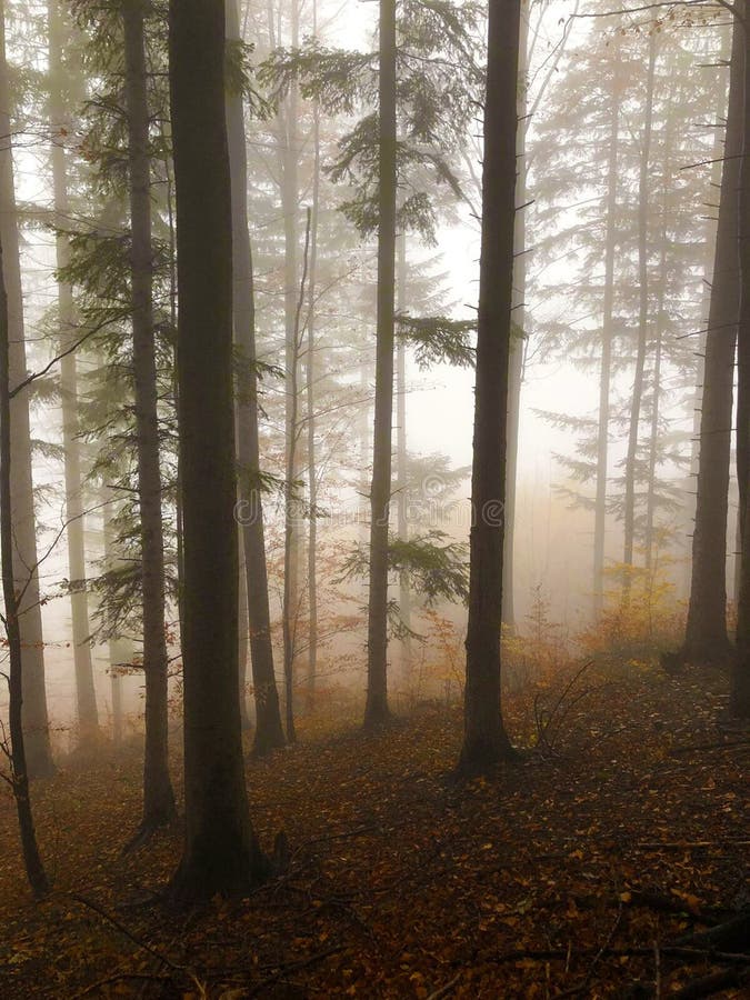 The Mist in the Colorful Autumn Forest Stock Image - Image of halloween ...