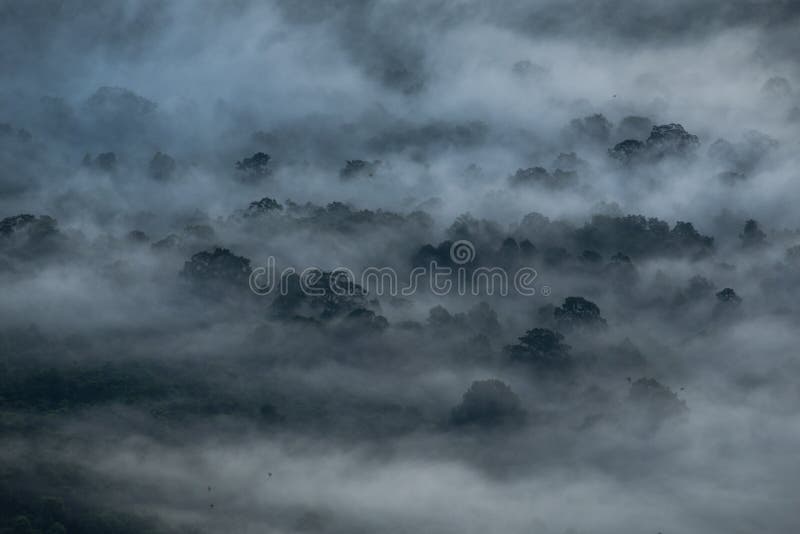 Mist Cover the Forest in the Morning Stock Photo - Image of foggy ...