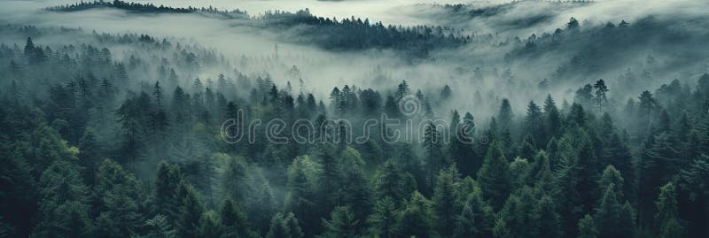 Mist-covered Forest Photo Realistic Illustration - Generative AI. Stock ...