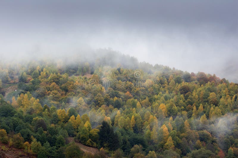 Mist Covering an Autumn Forest in the Morning Stock Image - Image of ...