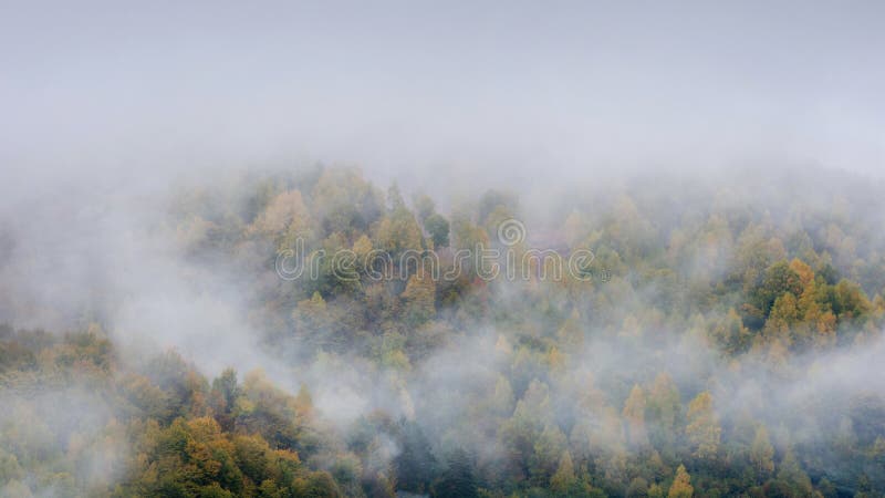 Mist Covering an Autumn Forest in the Morning Stock Image - Image of ...