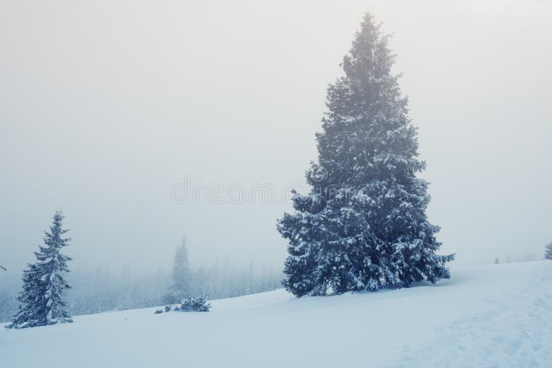 Mist Covers the Huge Fir Trees - the Beginning of a Snow Storm Stock ...