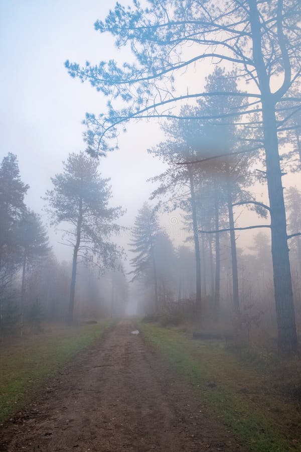 Misty Morning Stroll Tranquil Pine Forest Dawn Stock Photos - Free ...
