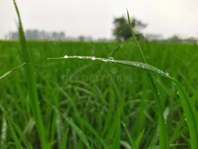 Mist drop on leaf stock image. Image of wallpaper, morning - 178398477