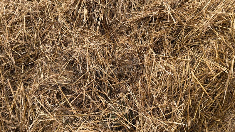 Horse Manure Pellets Fertilizer Isolated on White Background Stock ...