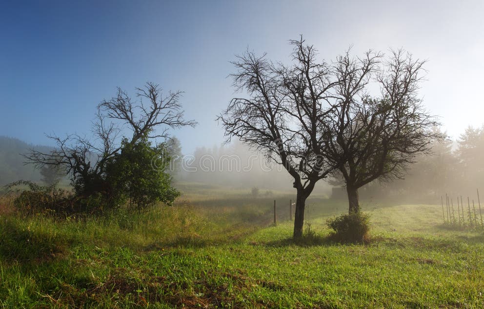 Mist in field with tree stock photo. Image of park, natural - 20988480