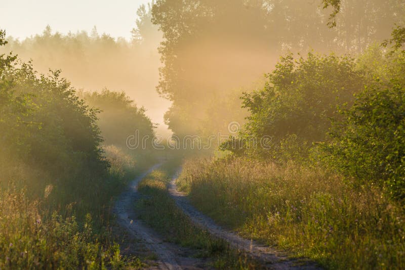 Mist and First Morning Light in Forest Stock Image - Image of summer ...