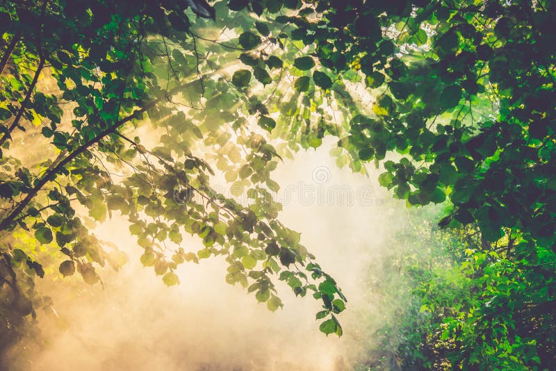 Summer Dawn and Sun Rays through Tree Leaves Stock Photo - Image of ...