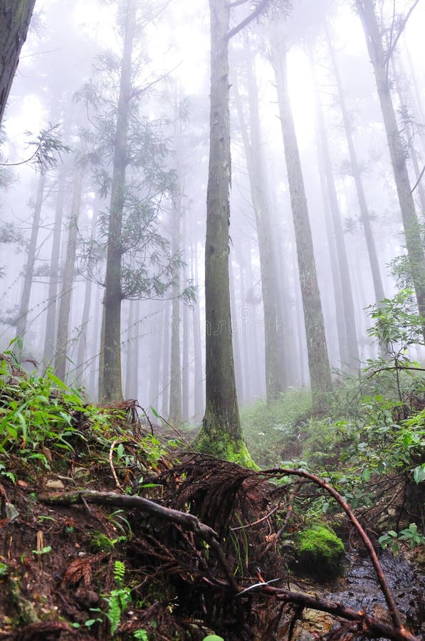 Mist in the forest stock image. Image of steep, season - 11492837