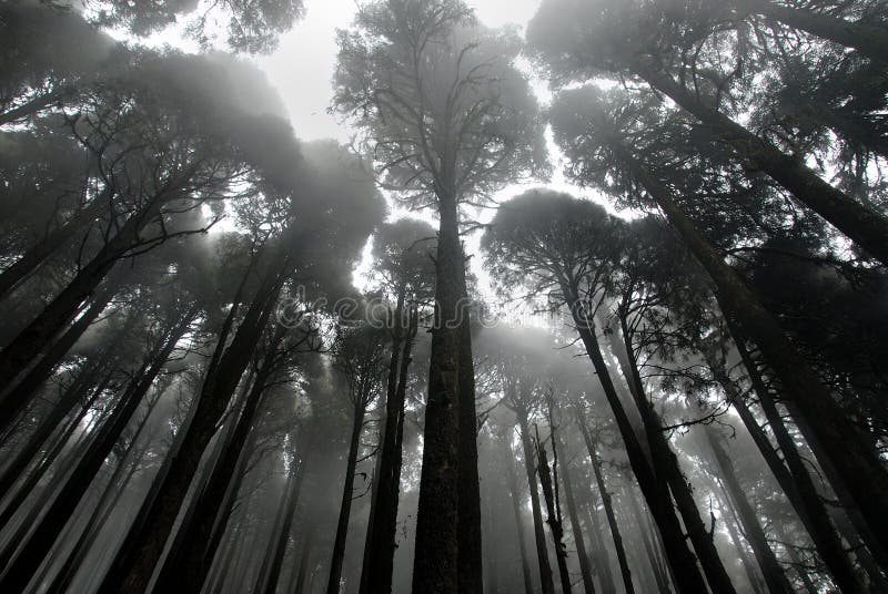 Mist in a Forest stock photo. Image of morning, silhouette - 19642164