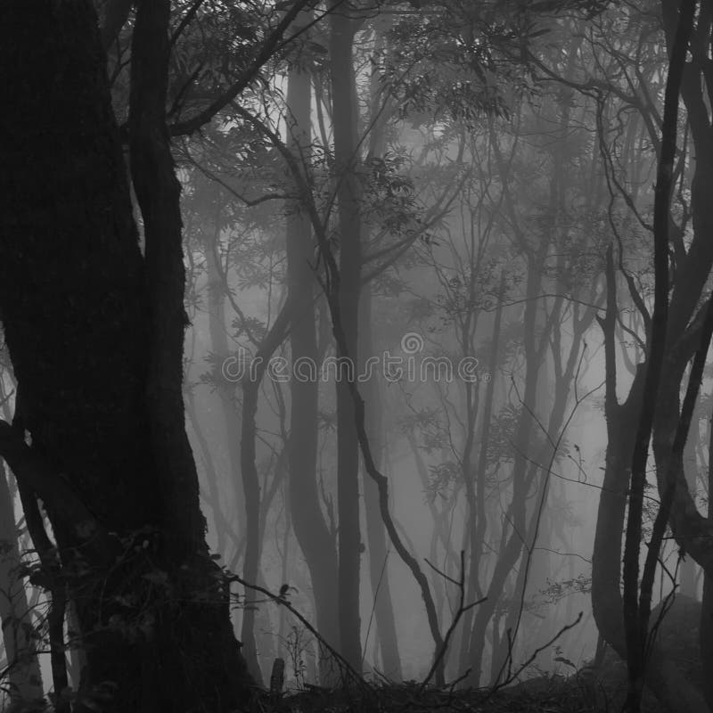 Mist forest stock photo. Image of white, country, back - 21295296