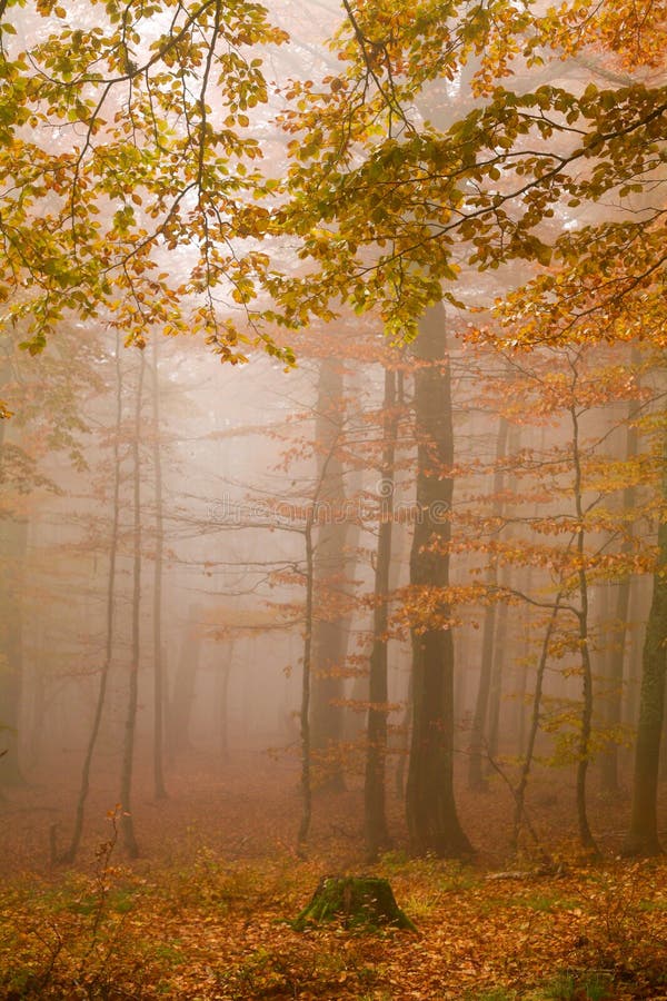 Misty autumn morning stock image. Image of area, plant - 6930307