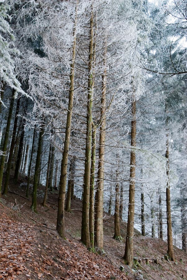 Mist forest stock image. Image of tree, white, trail, mist - 7602091