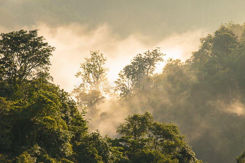 Mist in the forest. stock photo. Image of leaf, landscape - 100057518