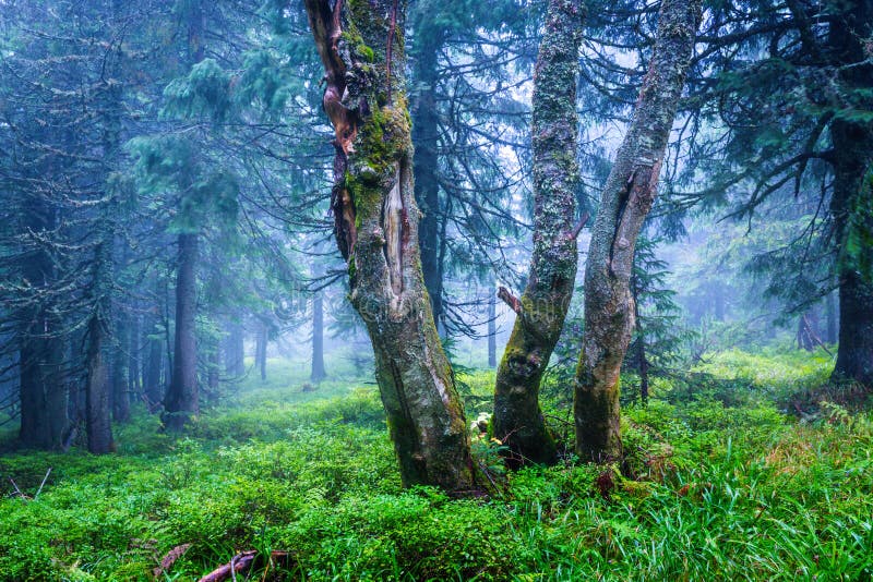 Mist in forest stock photo. Image of fantasy, summer - 122202062