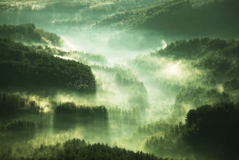Mist in forest stock photo. Image of wilderness, quiet - 54179004