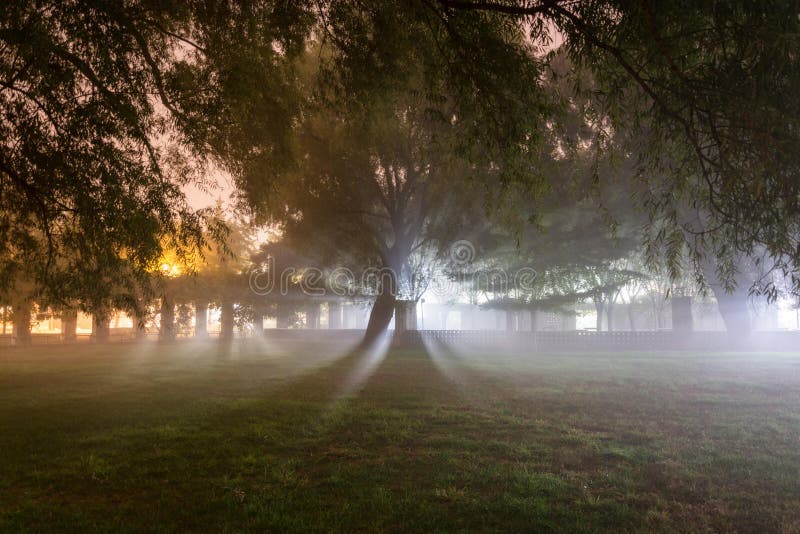 Mist Forest stock photo. Image of scenic, magic, landscape - 97460476