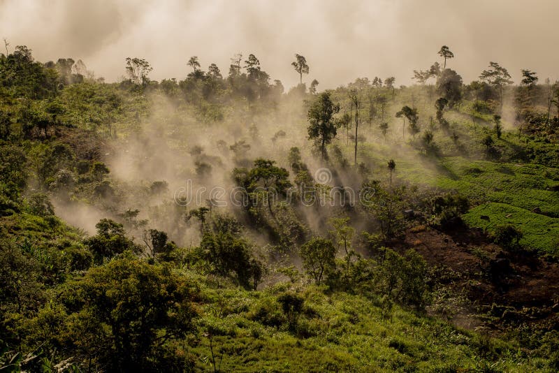 Mist in forest stock image. Image of white, morning, tree - 95146151