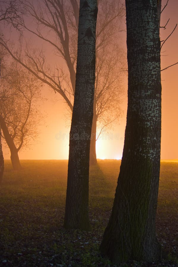 Misty Fog in the Woods on a Rainy Day Stock Image - Image of american ...