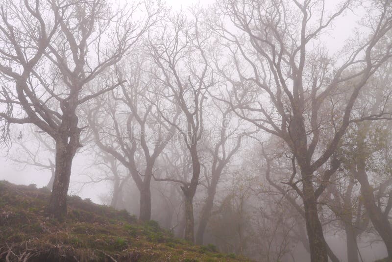 Mist in the forest stock image. Image of fear, trees - 44016311