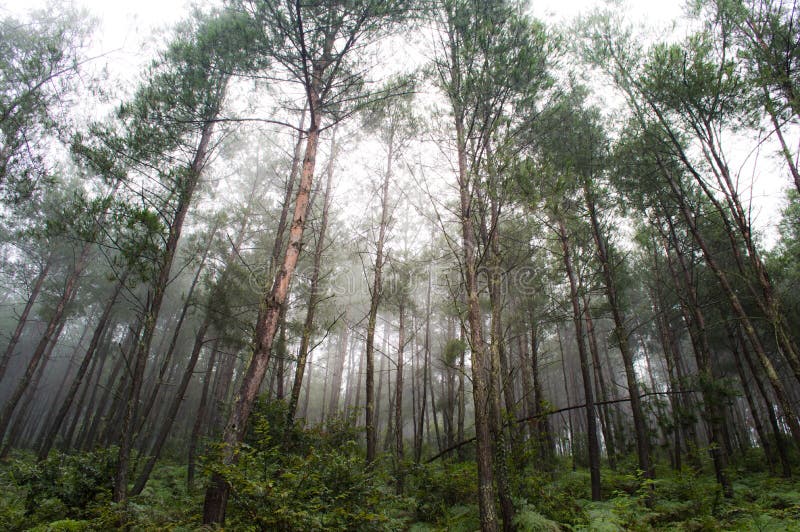 Mist in the Forest stock photo. Image of pictorial, nature - 31594816