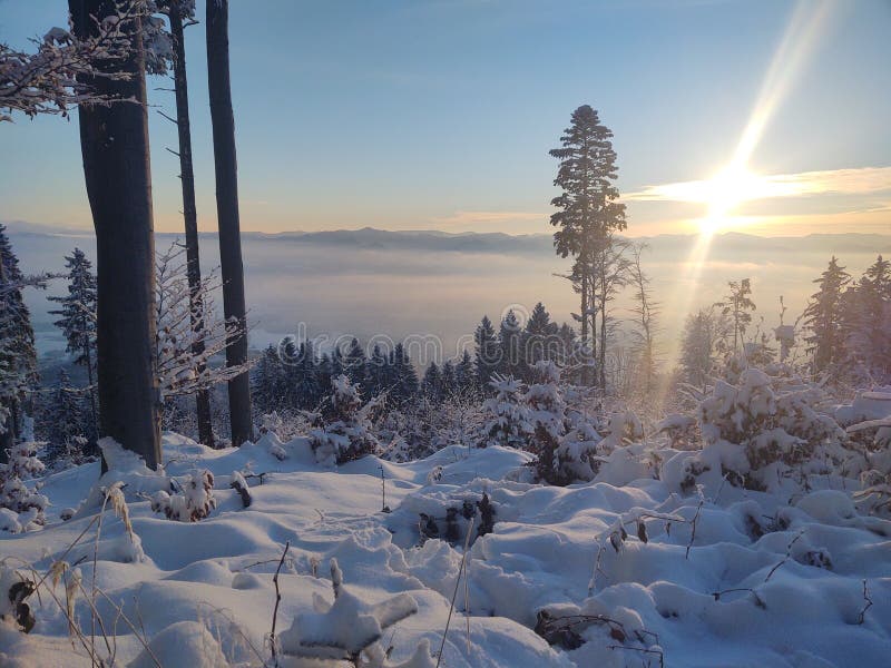 Mist in the Forest. Sunrays Behind the Trees. Stock Image - Image of ...