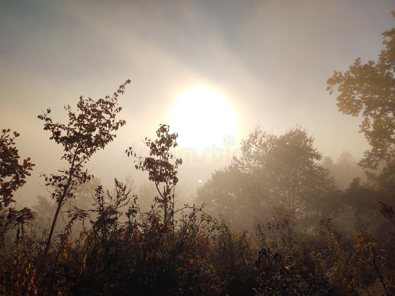 Mist in the Forest. Sunrays Behind the Trees. Stock Photo - Image of ...