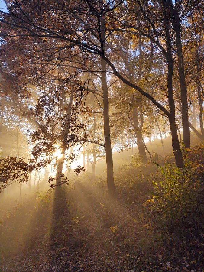 Mist in the Forest. Sunrays Behind the Trees. Stock Photo - Image of ...