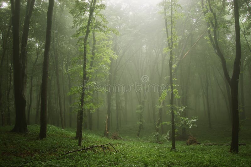 Mist in a green forest stock photo. Image of fantasy - 22820652