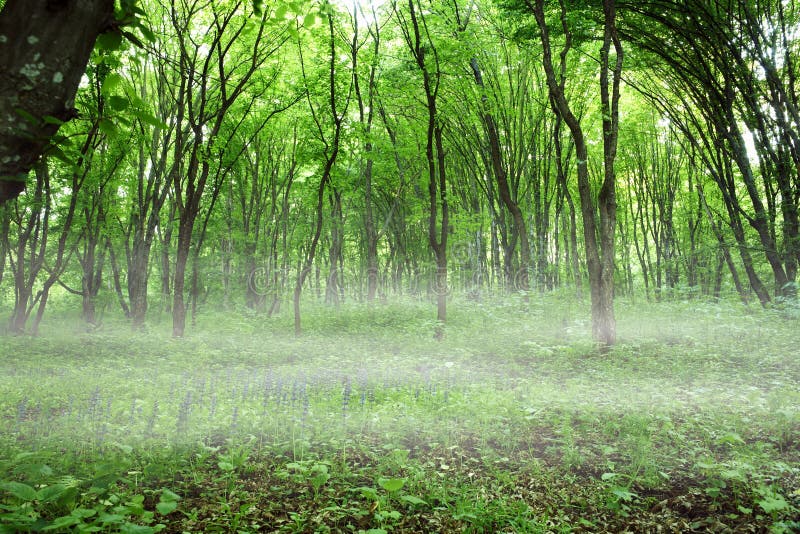 Mist In Green Forest Picture. Image: 5267723