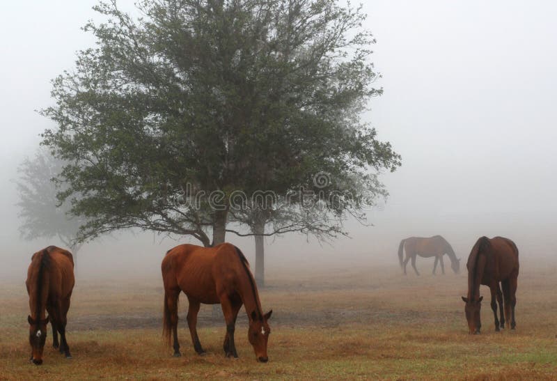 Mist and Horses stock image. Image of tree, fence, moody - 7992573
