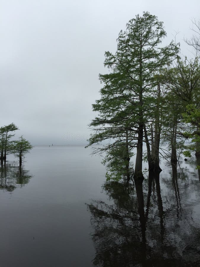 Mist on the lake stock photo. Image of view, misty, cypress - 53430120