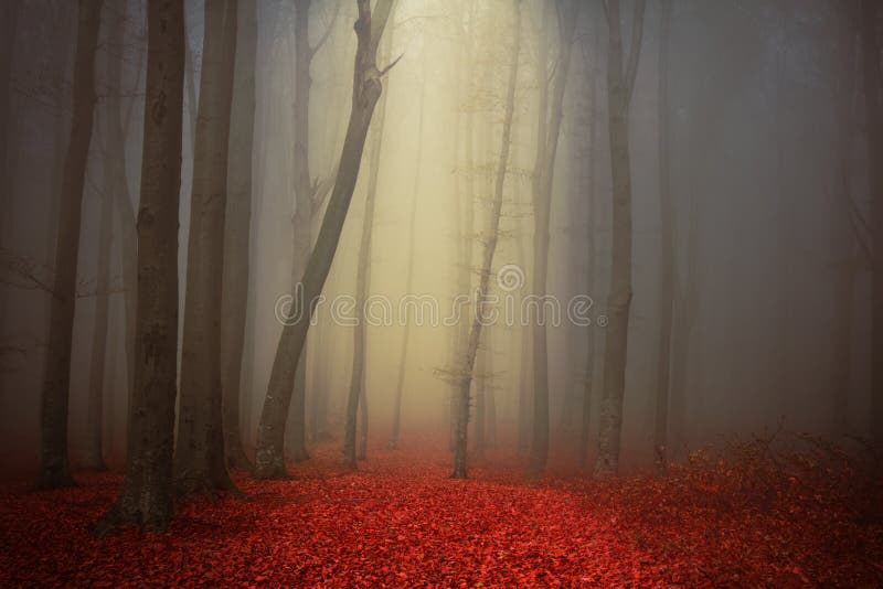 Fairytale forest red path stock photo. Image of fall - 28894020