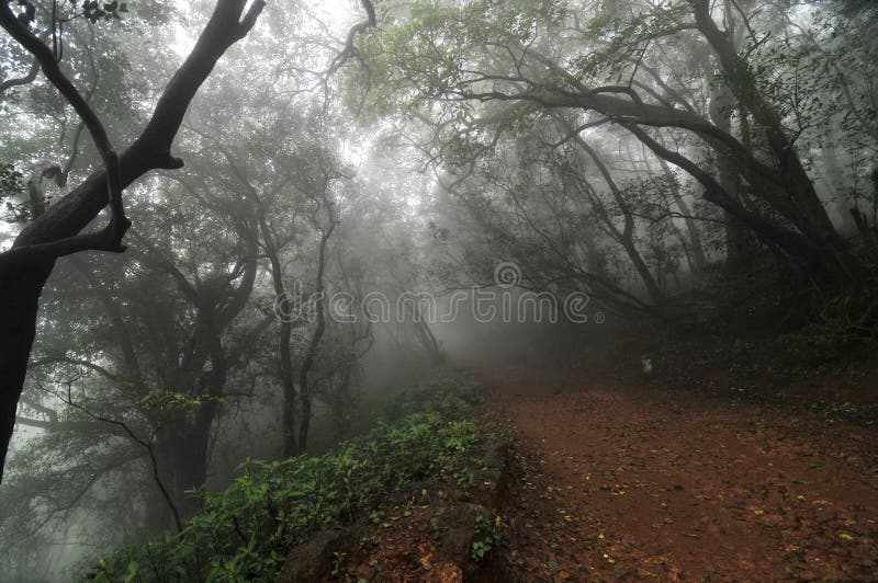 Mist stock photo. Image of india, station, matheran, forest - 74007182