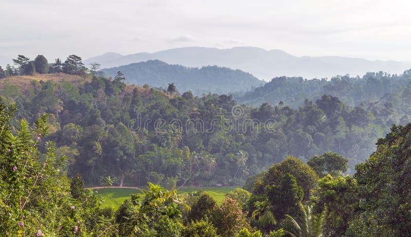Mist Rainforest Jungle Background Stock Photo - Image of branch, flora ...