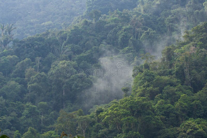 Mist Moving through Cloud Forest Stock Image - Image of canopy, fresh ...