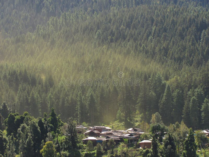 Mist over Fairy Forest stock image. Image of pulga, green - 26011025