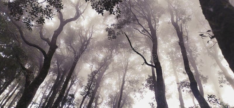 Mist over head stock image. Image of head, trees, mist - 230200627