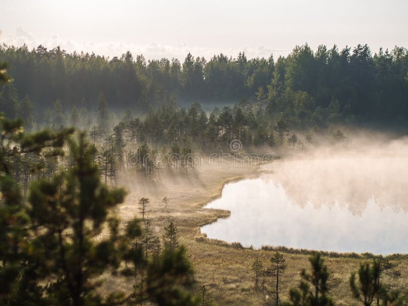Mist over a swamp and lake stock image. Image of swamp - 97723217