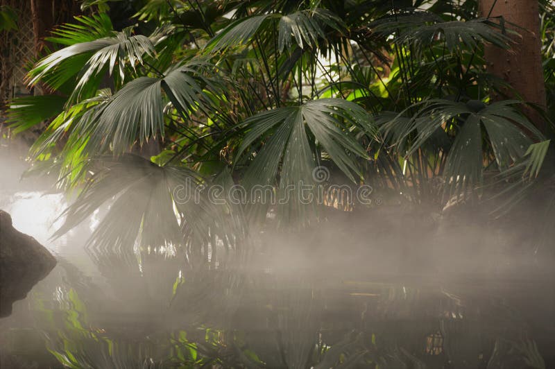 Mist over the water stock photo. Image of park, fronds - 87599210