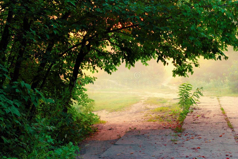 Nature, Mist, Forest, Tree Picture. Image: 95673452