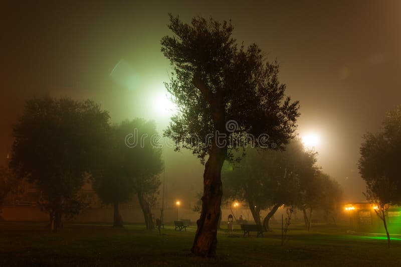 Mist in the Park stock photo. Image of mist, imagination - 38019634