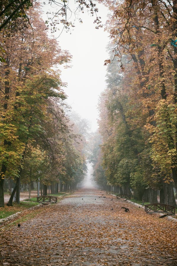 Mist in the Park on an Autumn Day Stock Photo - Image of light, dull ...