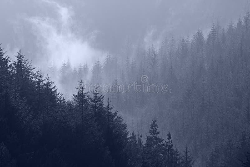 Mist through Pine Tree Tops Stock Photo - Image of morning, beautiful ...