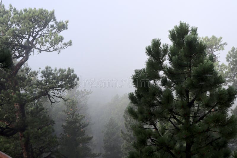 Mist through the Pine Trees High Angle View Stock Photo - Image of mist ...