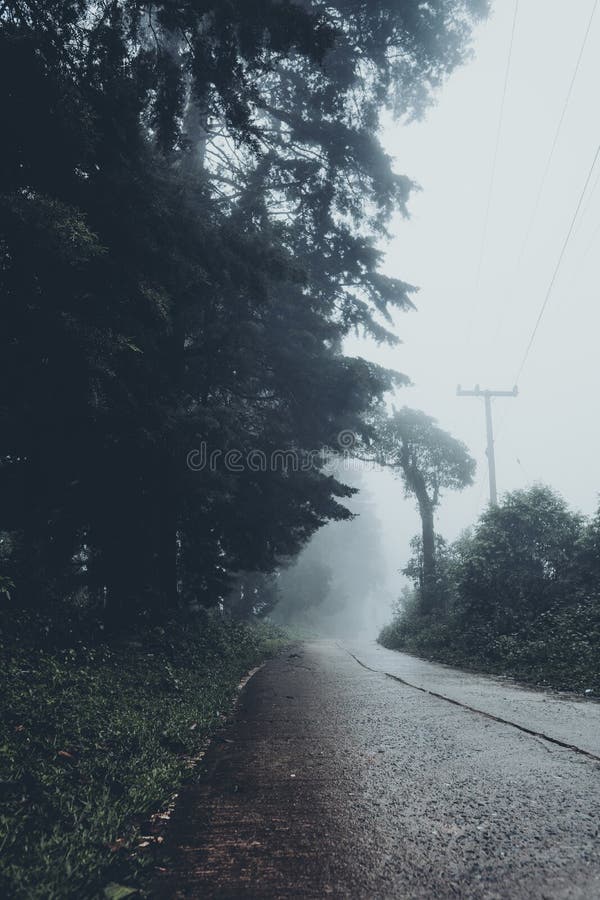 In the Mist and Rain Forest, Darkness Stock Image - Image of evening ...