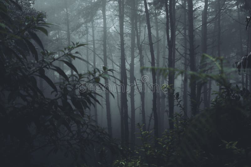 In the Mist and Rain Forest, Darkness Stock Photo - Image of evening ...