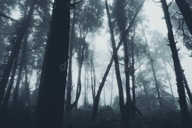 In the Mist and Rain Forest, Darkness Stock Image - Image of ...